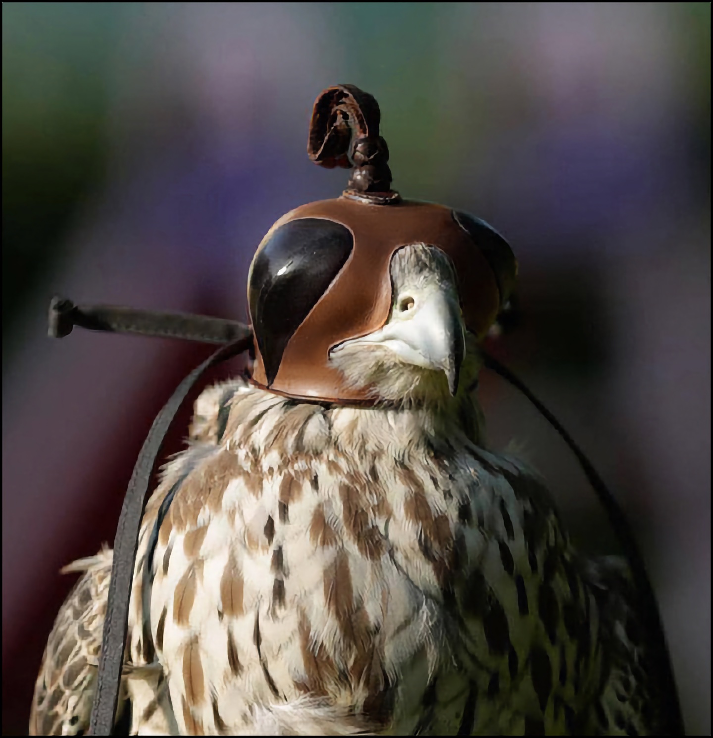 Home Made Falconry Vest