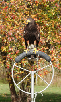 Quality Field Equipment for Falconry Adventures