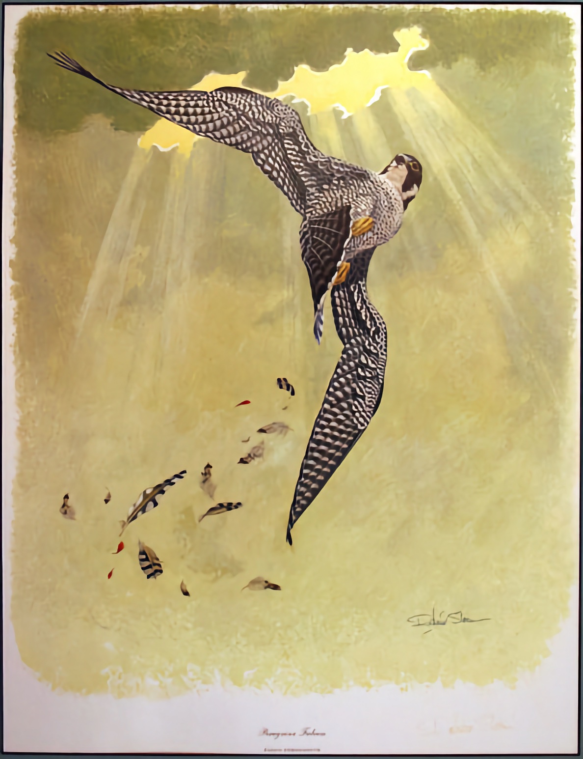 Cool Falcon Drawings