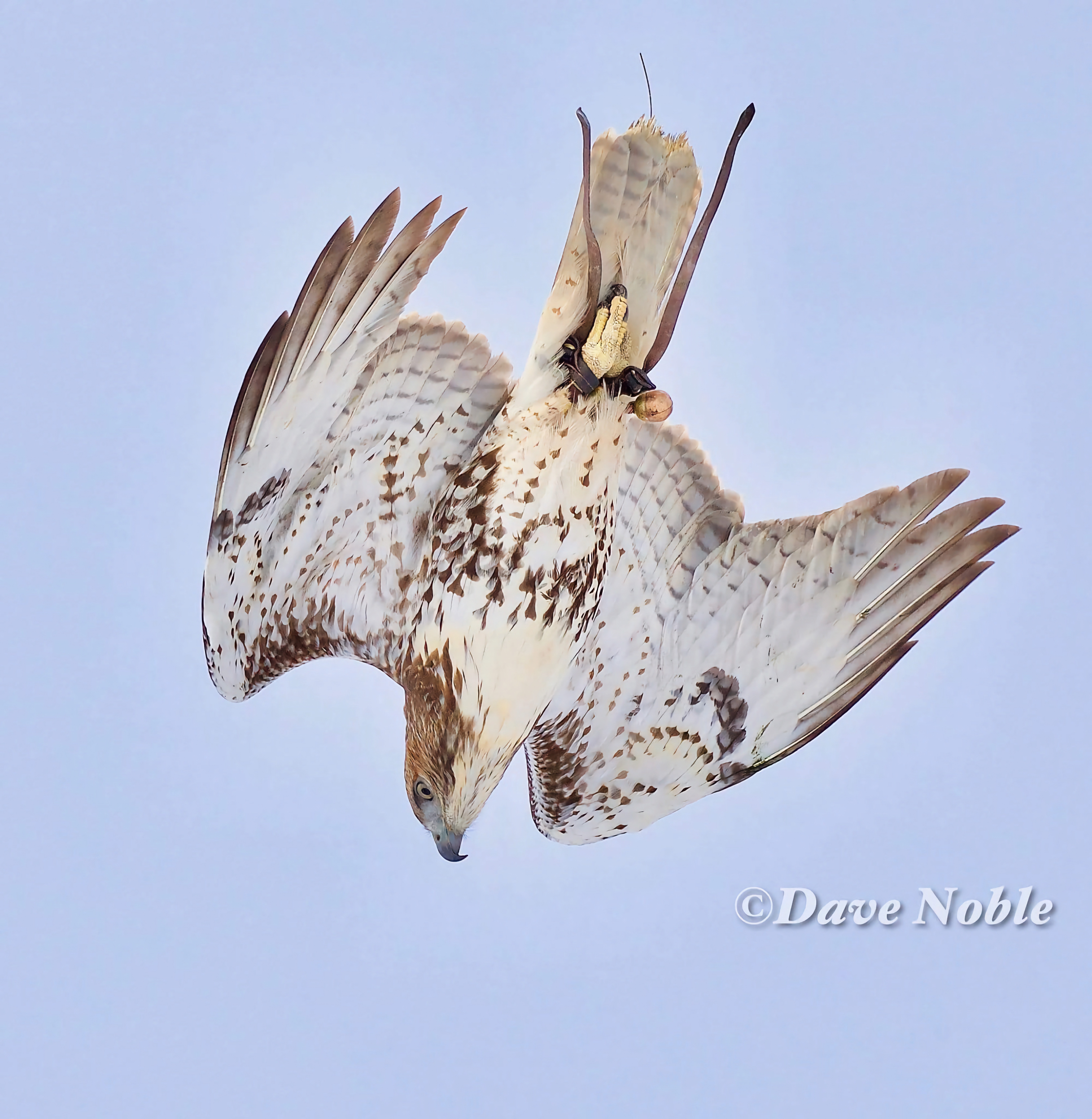 Home Made Falconry Vest