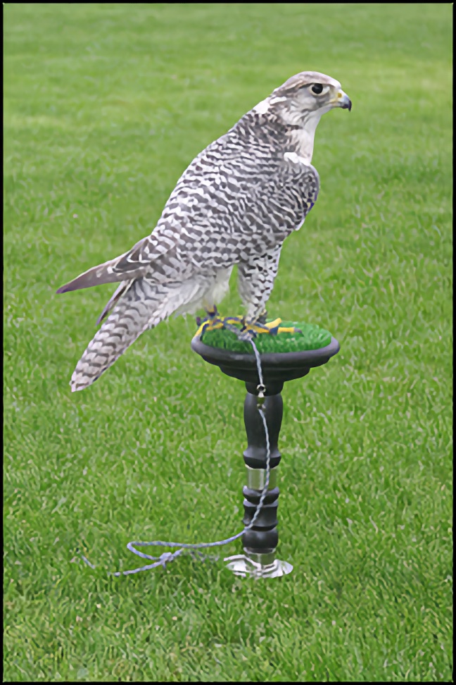 Nylon-Molded Falcon Perch