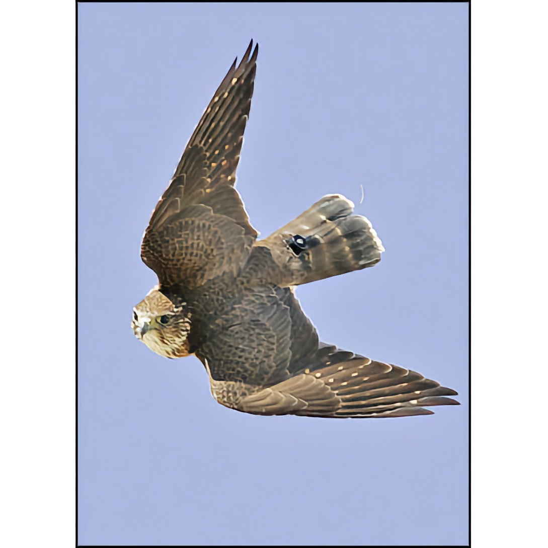 Marshall Micro UHF Transmitter - Tail & Leg Mount - 434 MHz