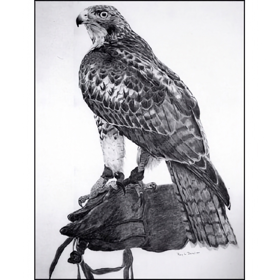 Red Tailed Hawk Drawings