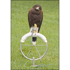 Western Sporting Falconry