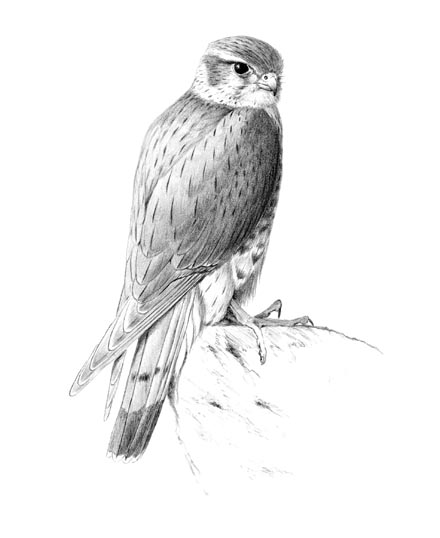 Merlin Bird Drawing