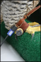 Western Sporting: Falconry Telemetry