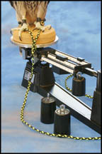 Western Sporting Falconry -: Falconry Supplies